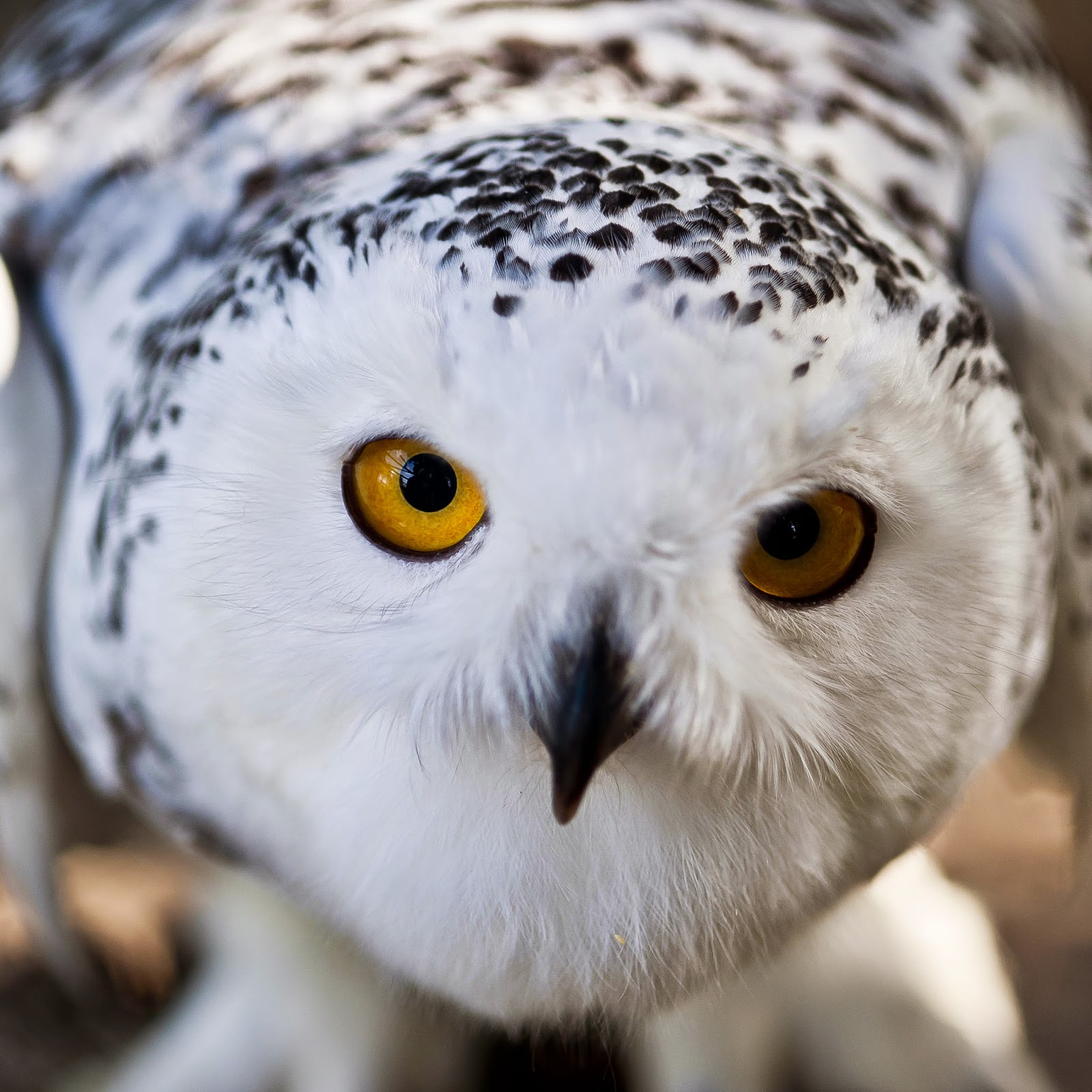 ANIMALS PICTURE: GAMBAR BURUNG HANTU (Owl Bird Pictures)-3