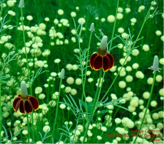 Defining Your Home, Garden and Travel: Native Wildflower Ratibida ...