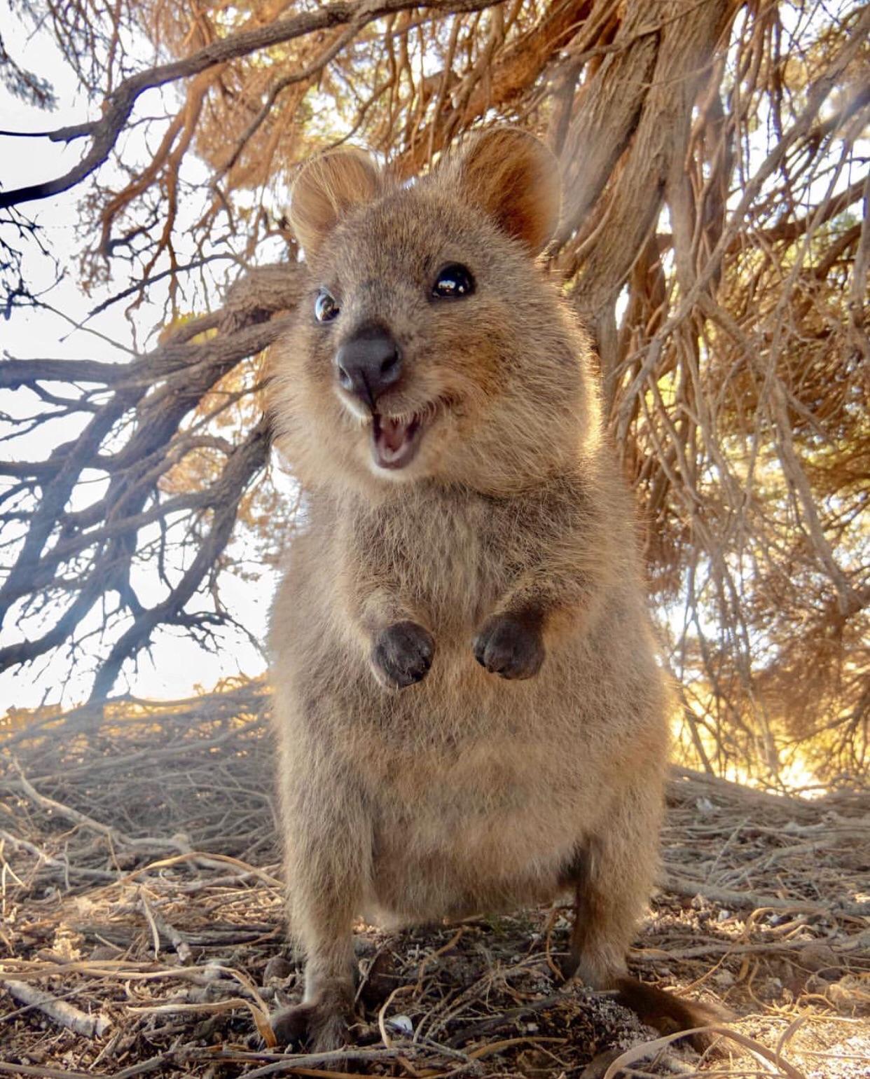 ANIMALS TIME : The 10 best quokkas pics (las 10 mejores fotos de quokkas) ANIMALS TIME : The 10 best quokkas pics (las 10 mejores fotos de quokkas)