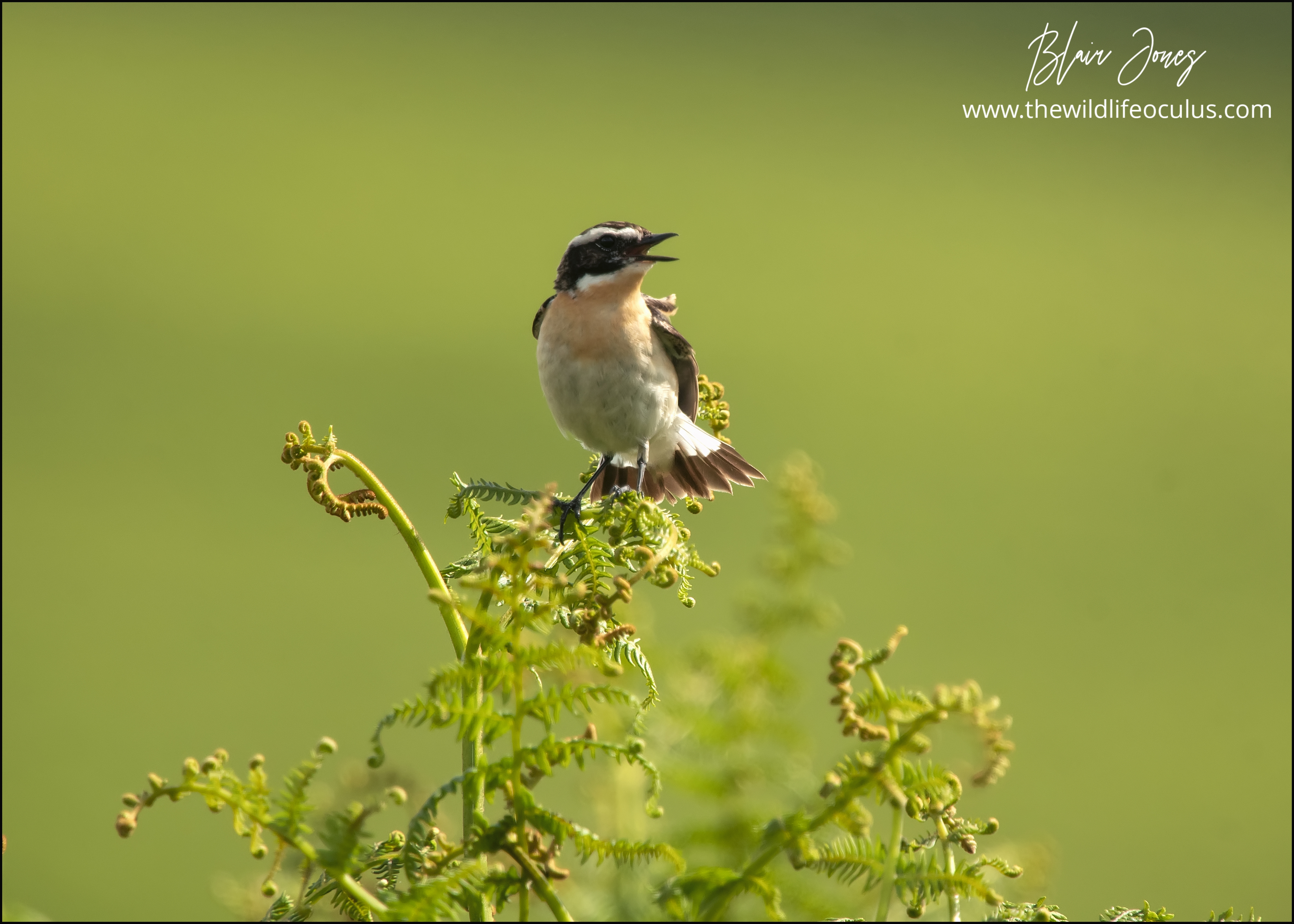 A chat up the mountain