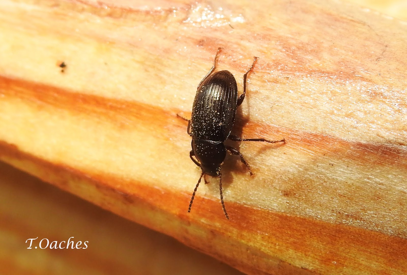 PASARI DIN ROMANIA: INSECTE (1 bis) - continuare