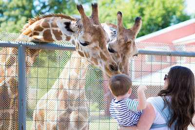 KARA'S STORIES: Gentry Zoo