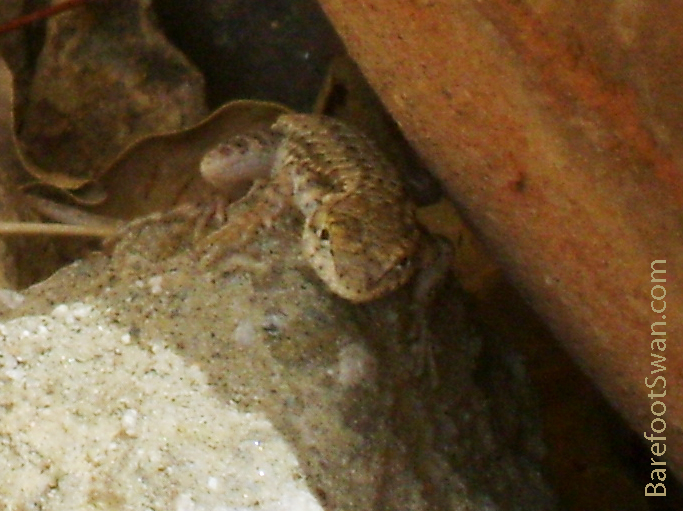 Barefoot Swan: A New Yard Lizard