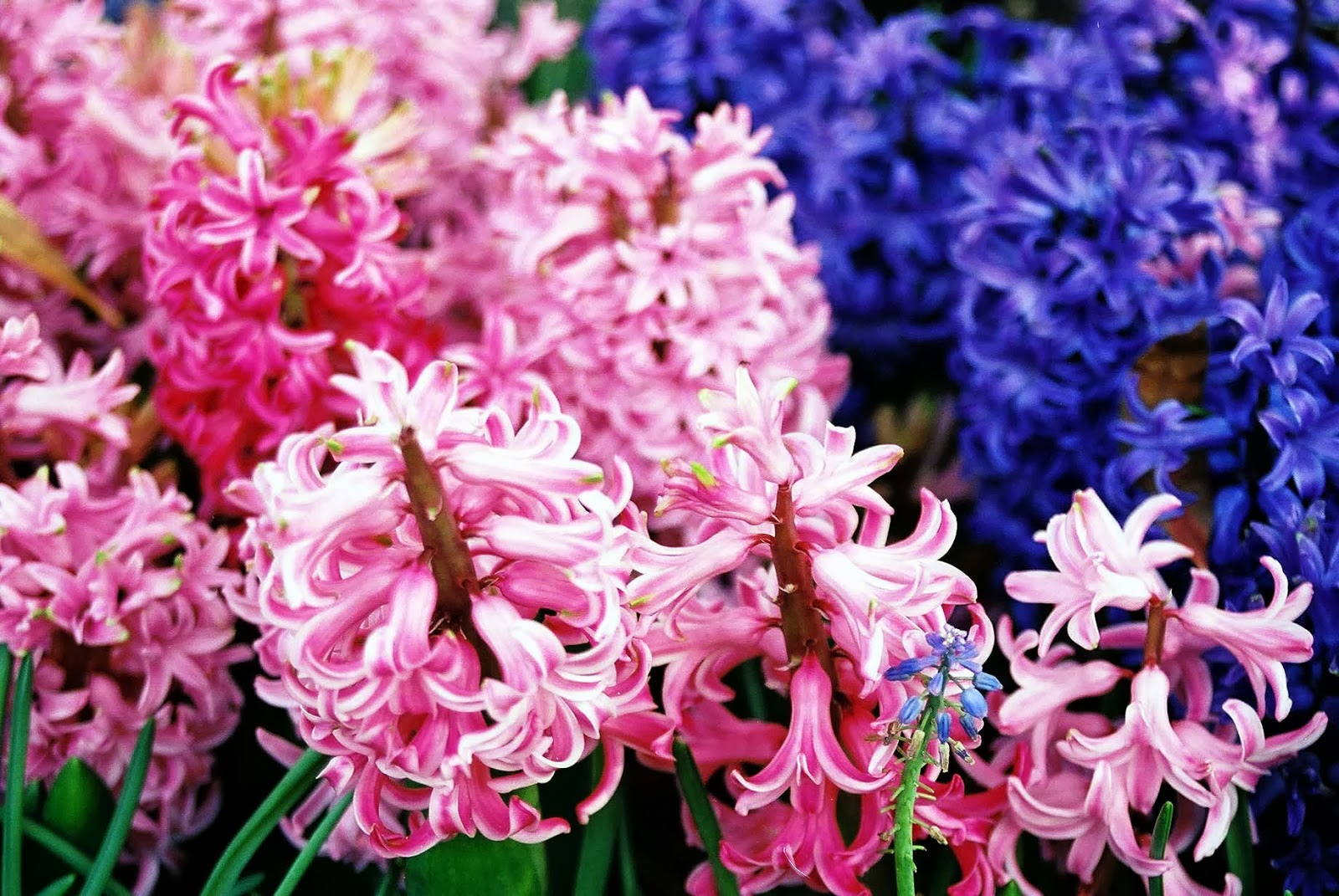 House & Garden Plus: Beautiful bulbs