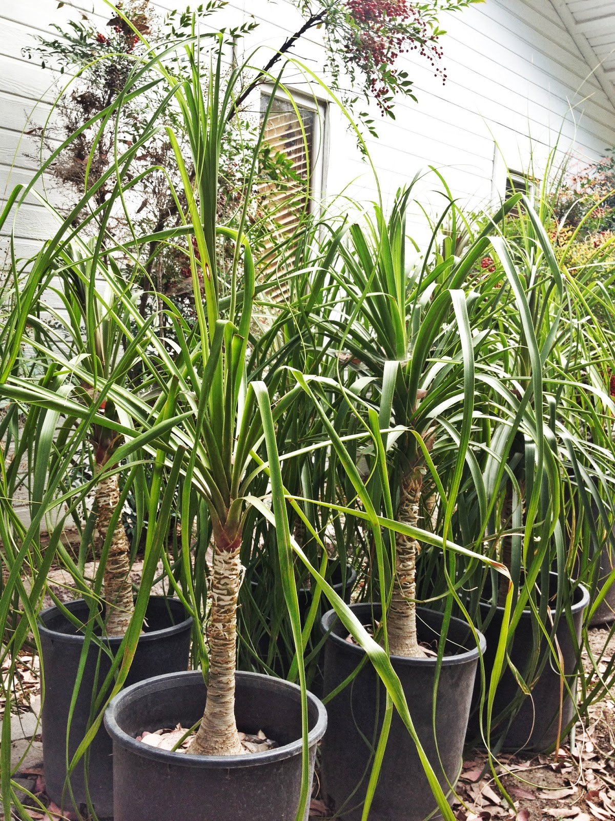 Gregory Palm Farms : Looking for a planter Palm? Ponytail Or Elephant's ...