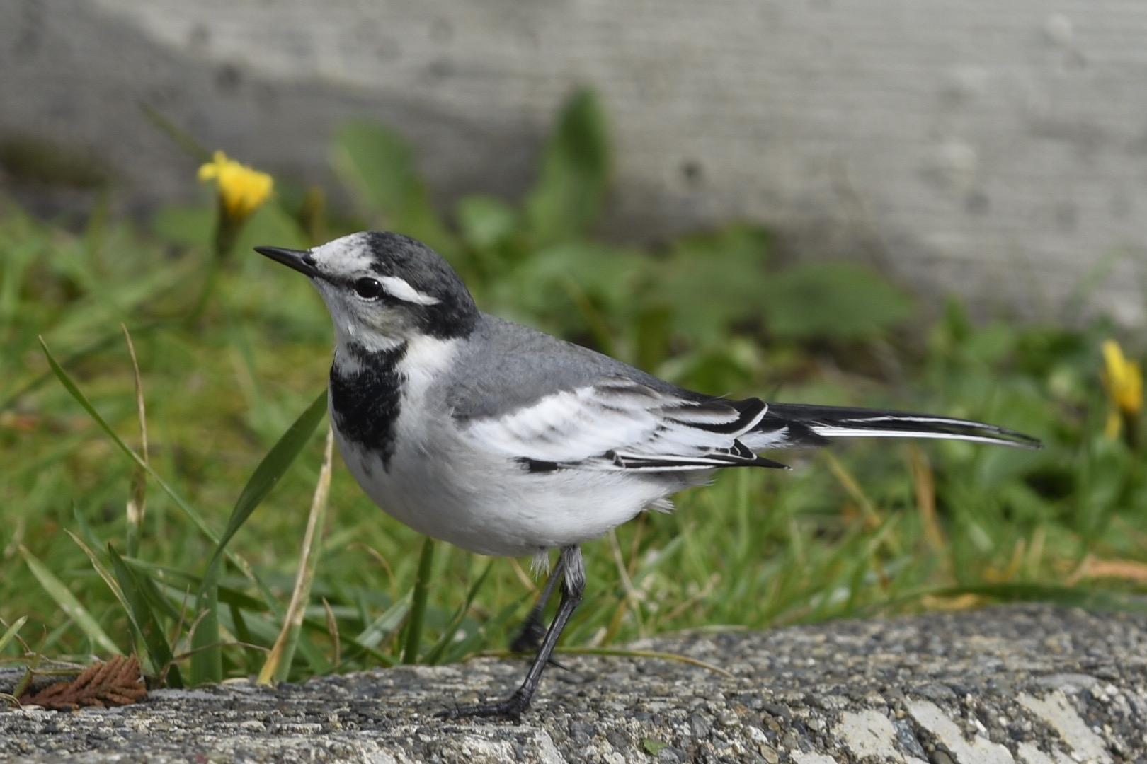 BC Rare Bird Alert: Central BC, Haida Gwaii and North Coast