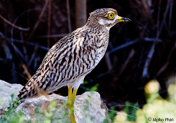BARRY the BIRDER: Thick-knee photos by Mpho Phiri