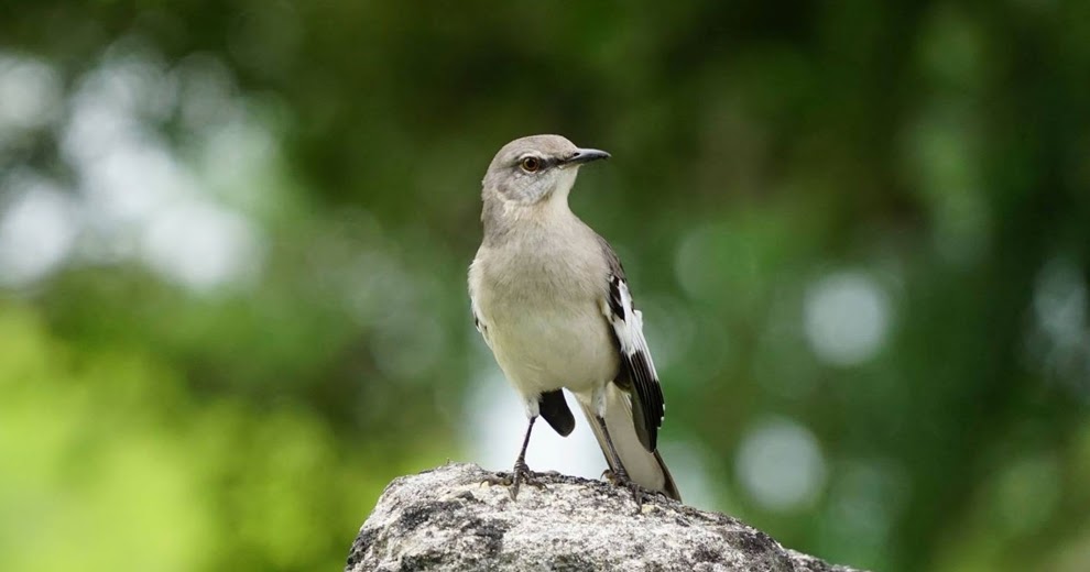 NORTHERN MOCKINGBIRD