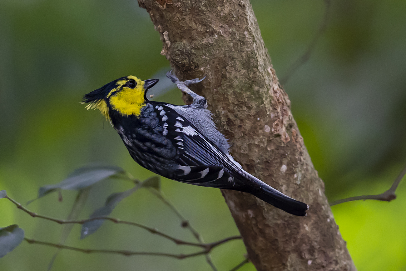As The Crow Flies - a Hong Kong Birding Blog: White-spectacled Warbler ...