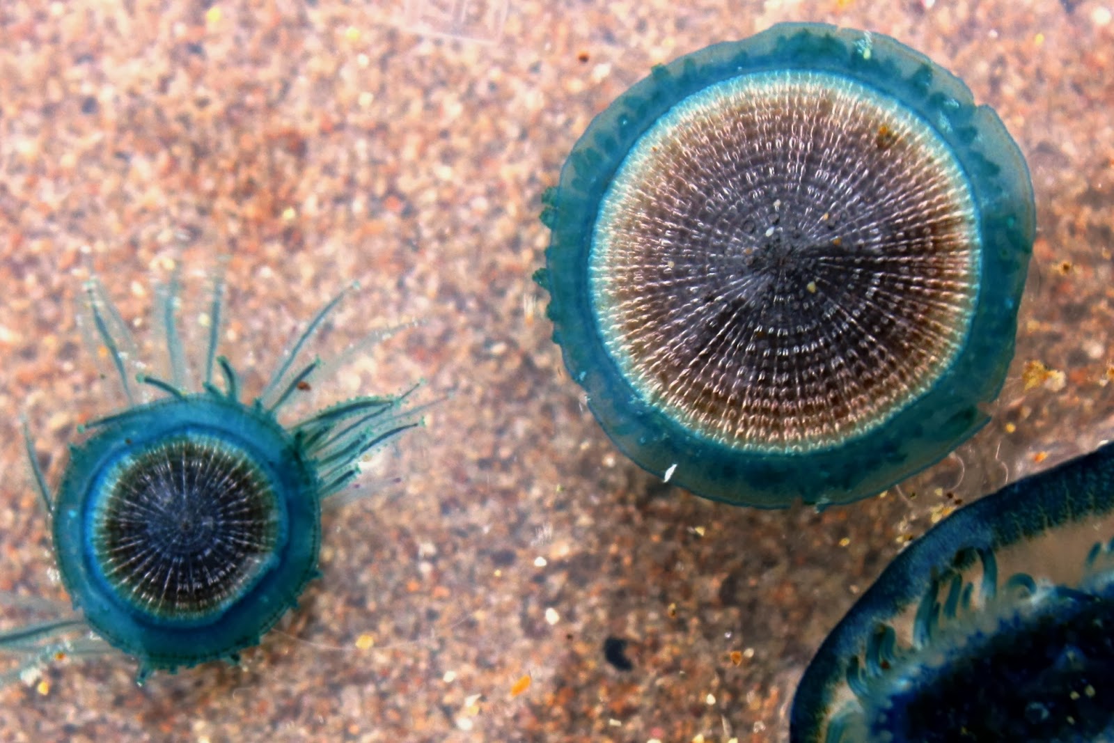 New Life: Korea Lantinga Family: At the Beach (introducing some blue ...