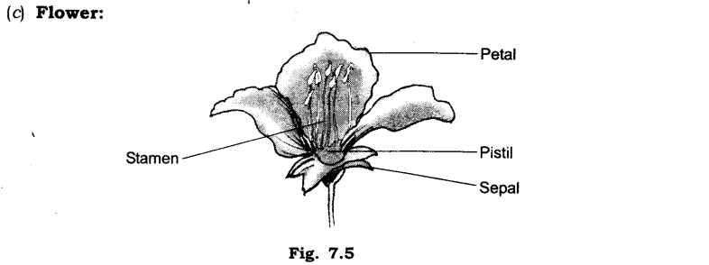 NCERT Solutions for Class 6 Science Chapter 7 Getting to know plants