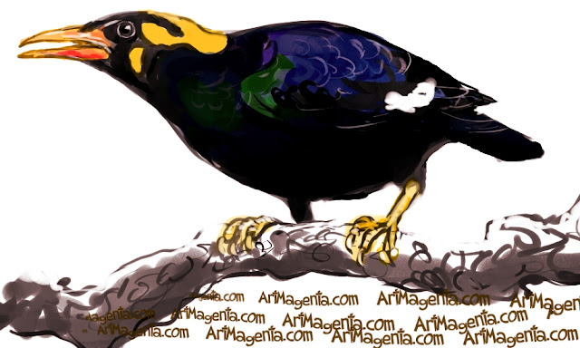 Birds: Hill Myna or Beo