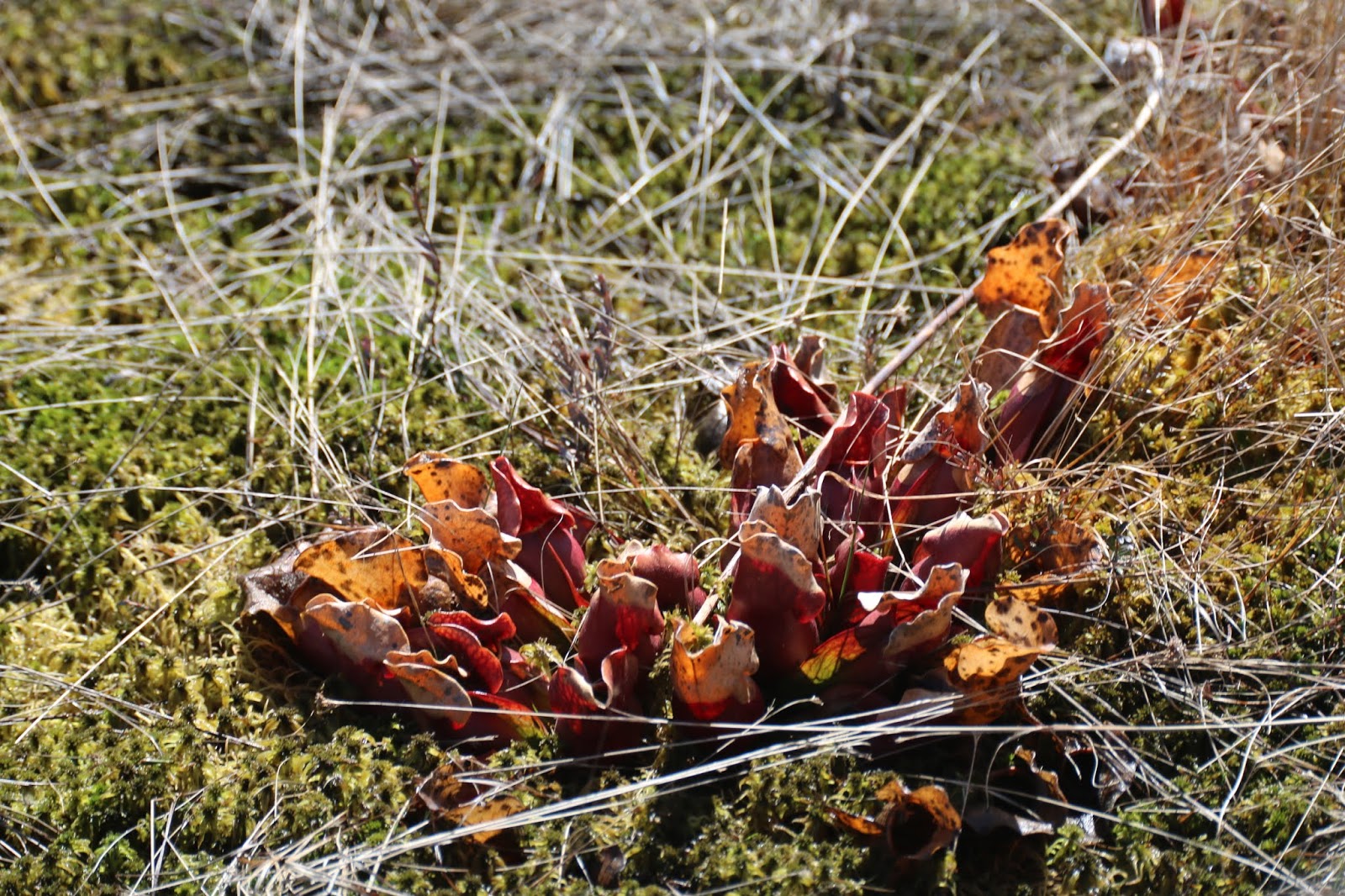 Exploring Spruce Flats Bog: A Rare High Elevation Bog in the Laurel ...