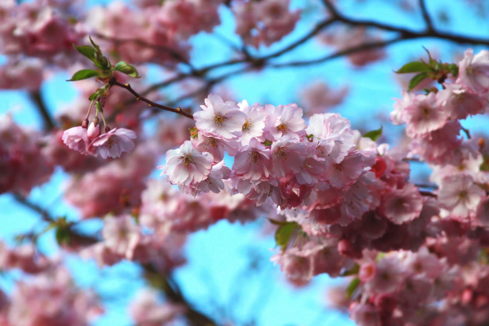 Rose Petal Photography: April Showers Brings Spring Flowers