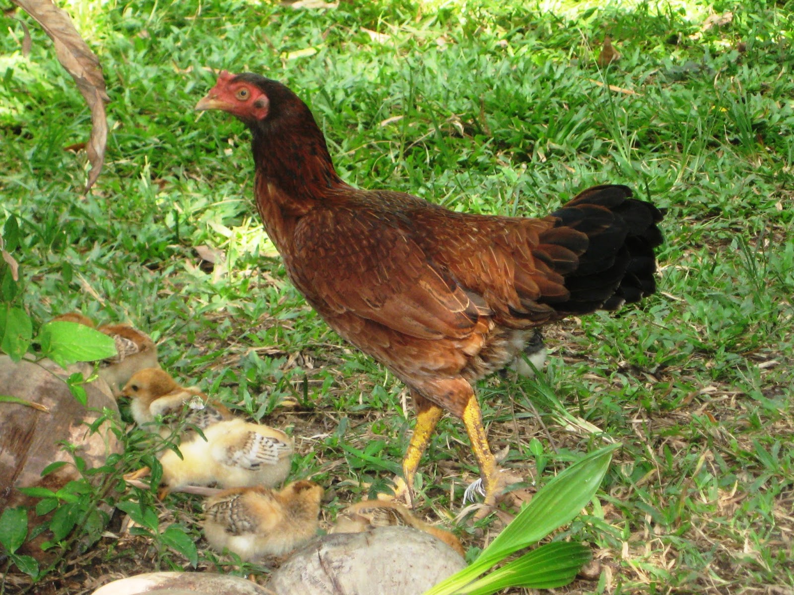 Under The Angsana Tree: Kampung chicken