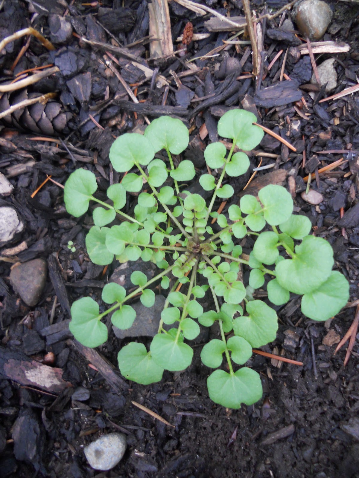 Northwest Garden Guide: Weeds already? Is it Spring?
