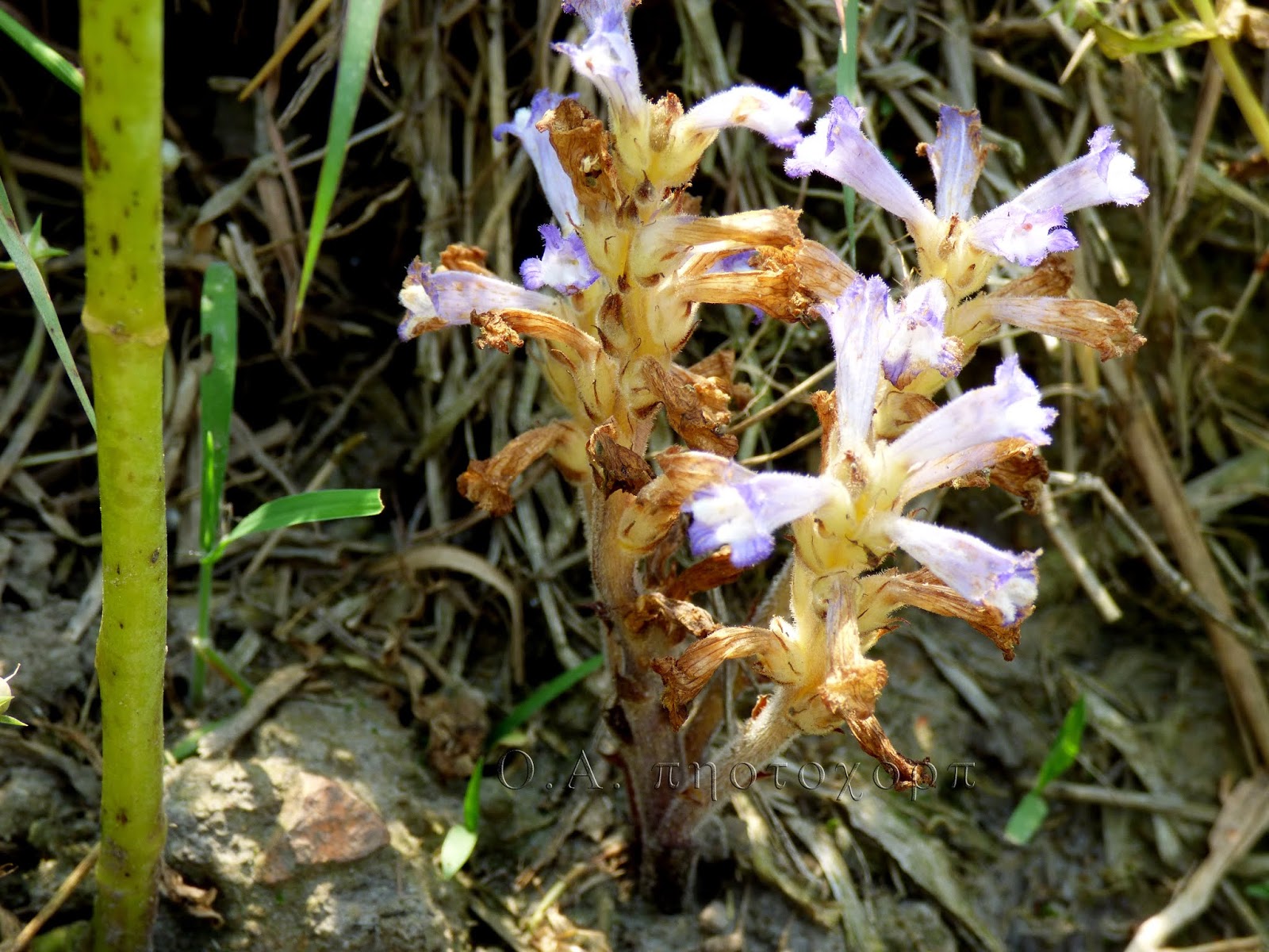 ANGIOSPERMIC PARASITES