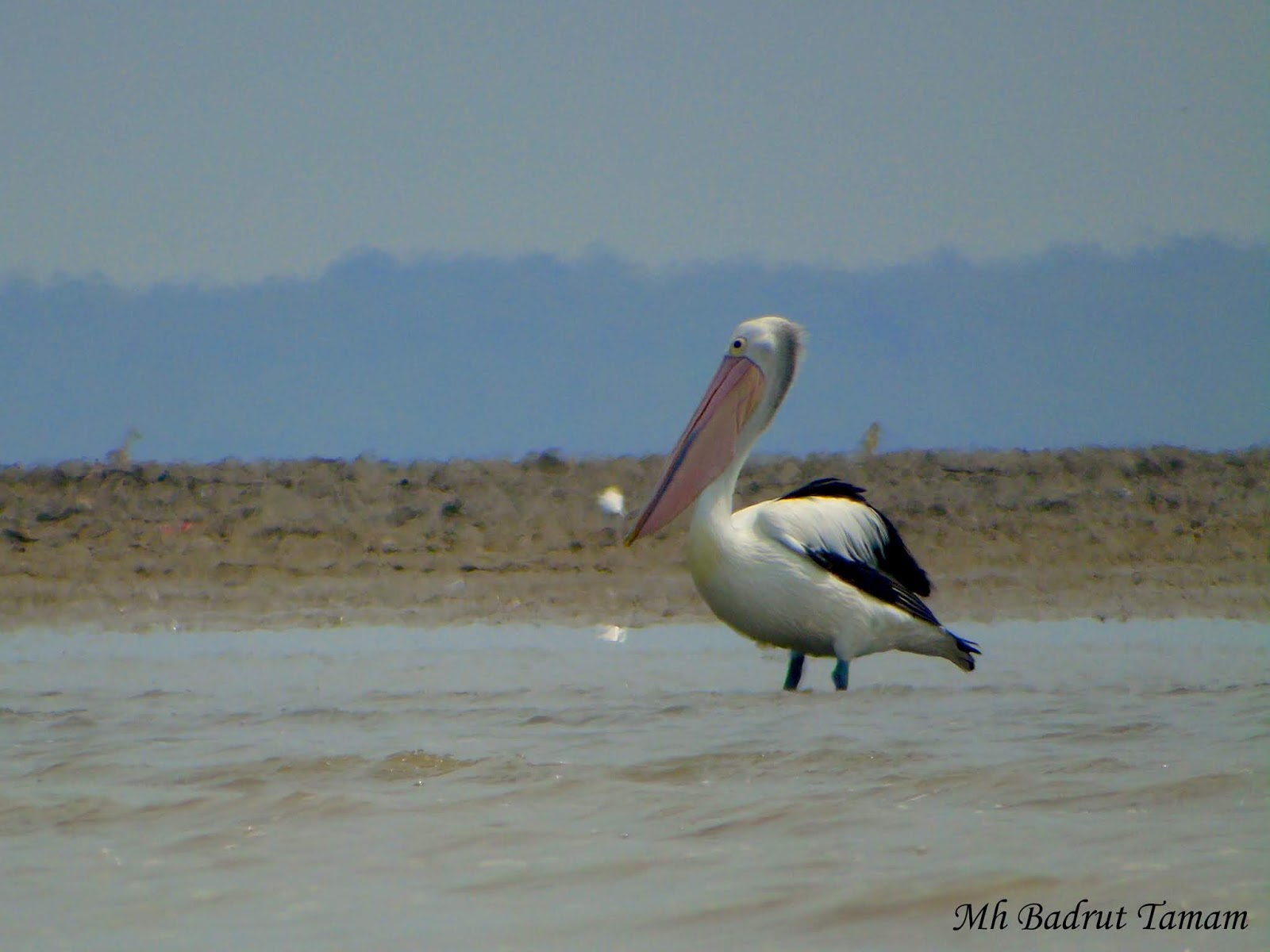 Ciri-ciri, Klasifikasi, dan Perilaku Burung Pelikan - Biologizone