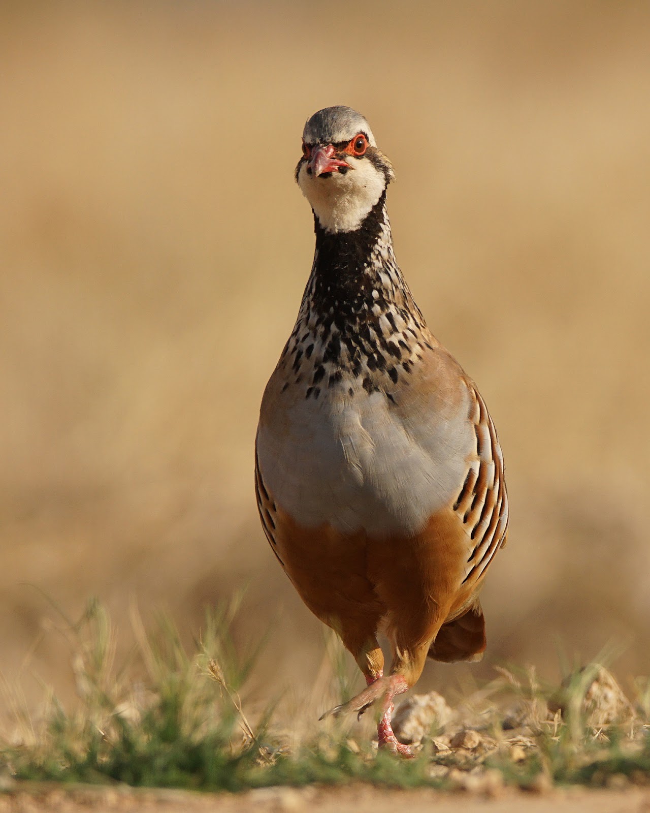 Pasión por las aves: Perdiz roja,(Alectoris rufa)