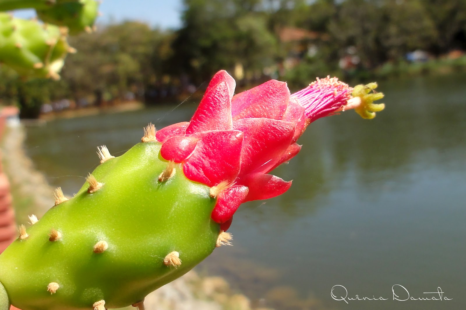 Flor de Cacto | Fotos do Cerrado...