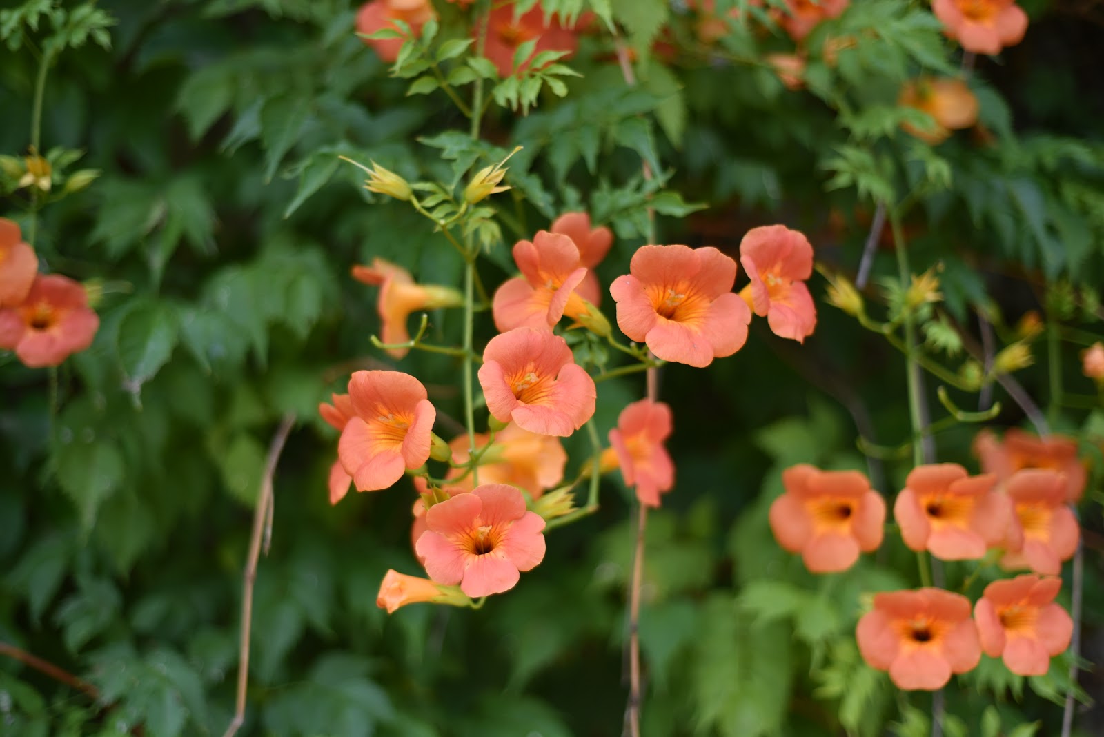 Chinese trumpet vine_Seongsu