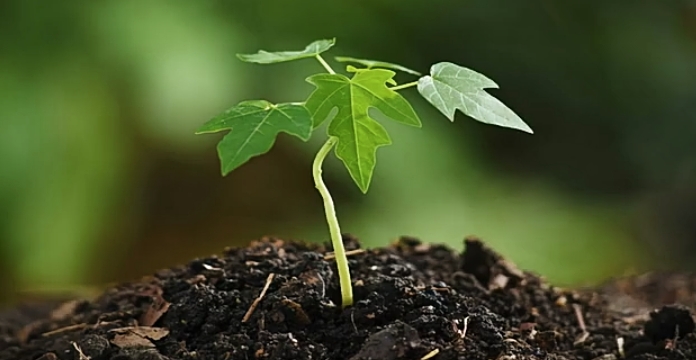 KILIMO CHA MAPAPAI - JERRA NUTRIENTS FARM