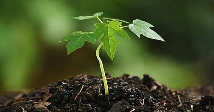 KILIMO CHA MAPAPAI - JERRA NUTRIENTS FARM