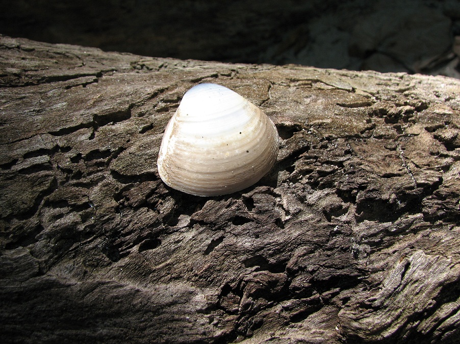 Seashell Photography ~ photography in a blog