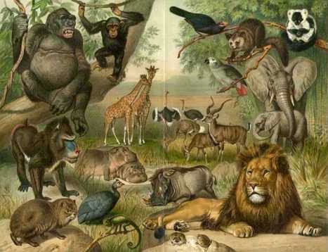 RELACIONES ECOLOGICAS: RELACIONES O INTER-RELACIONES NATURALES ...