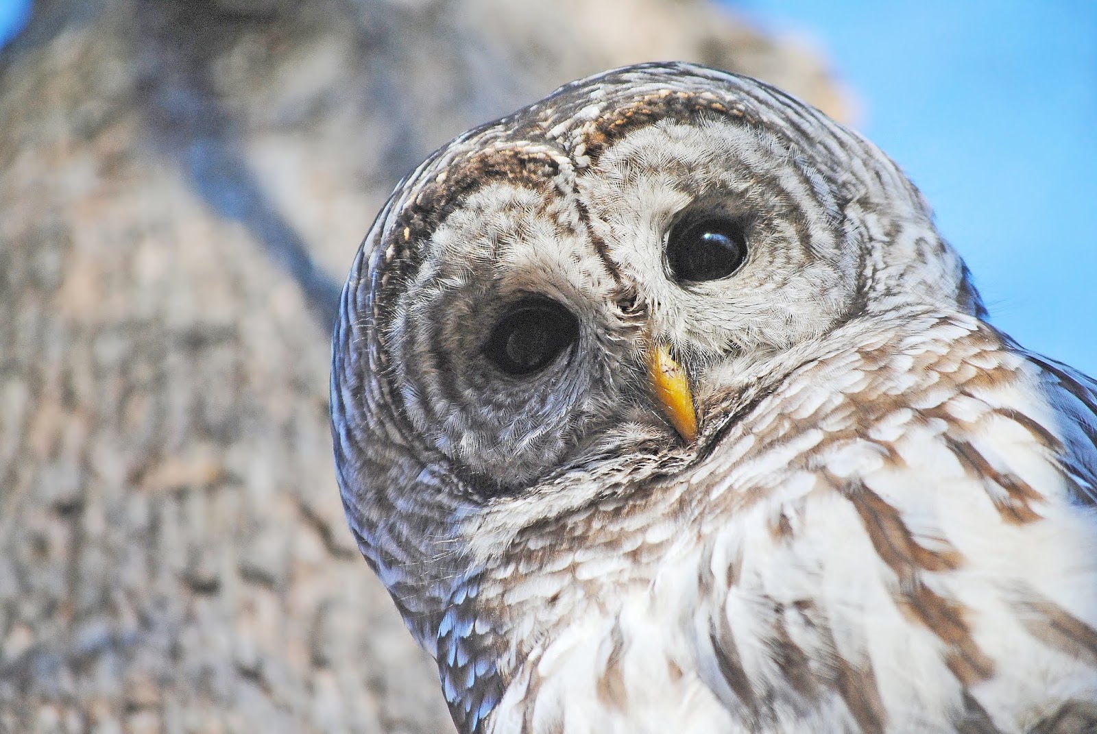 Day Shift Hawks and Night Shift Owls: How Their Work Varies | Nature ...