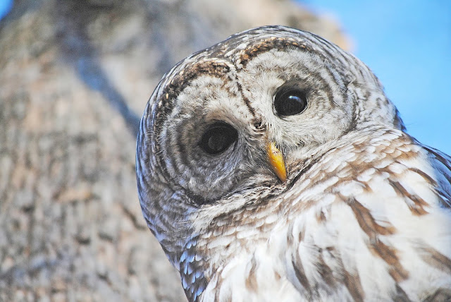 Day Shift Hawks and Night Shift Owls: How Their Work Varies | Nature ...