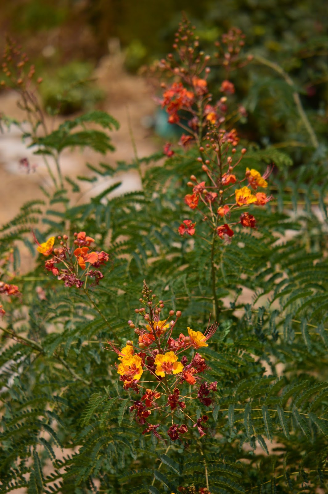 A Small, Sunny Garden: A Favorite for July: Caesalpinia pulcherrima