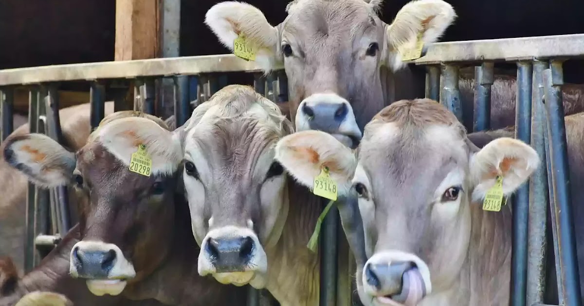 What Is Animal Husbandry It s Type Importance And Advantages what-is-animal-husbandry-it-s-type-importance-and-advantages