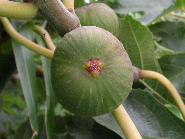 Raspberry Latte Fig - Var Tin