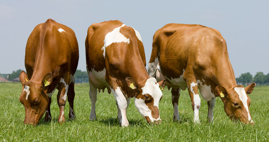 Moral Story : Three cows | English Story - fzmoralstory