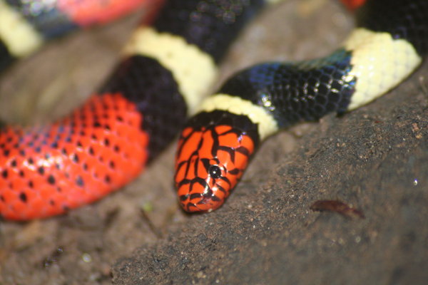Our Beautiful World: Beautiful red snakes
