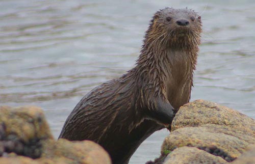 nuestra fauna nativa: Nuestra maravillosa Flora y Fauna de la Zona Sur!!