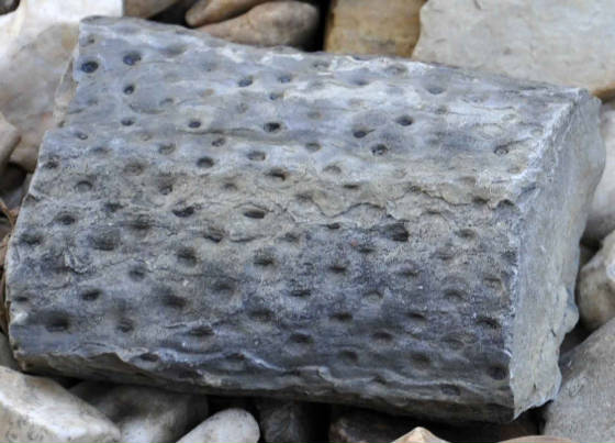 Weird & Wonderful: Stigmaria – fascinating fossil from Arran