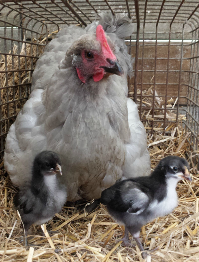 Setting Chicken Hatching Eggs by the Moon - Fresh Eggs Daily® with Lisa ...