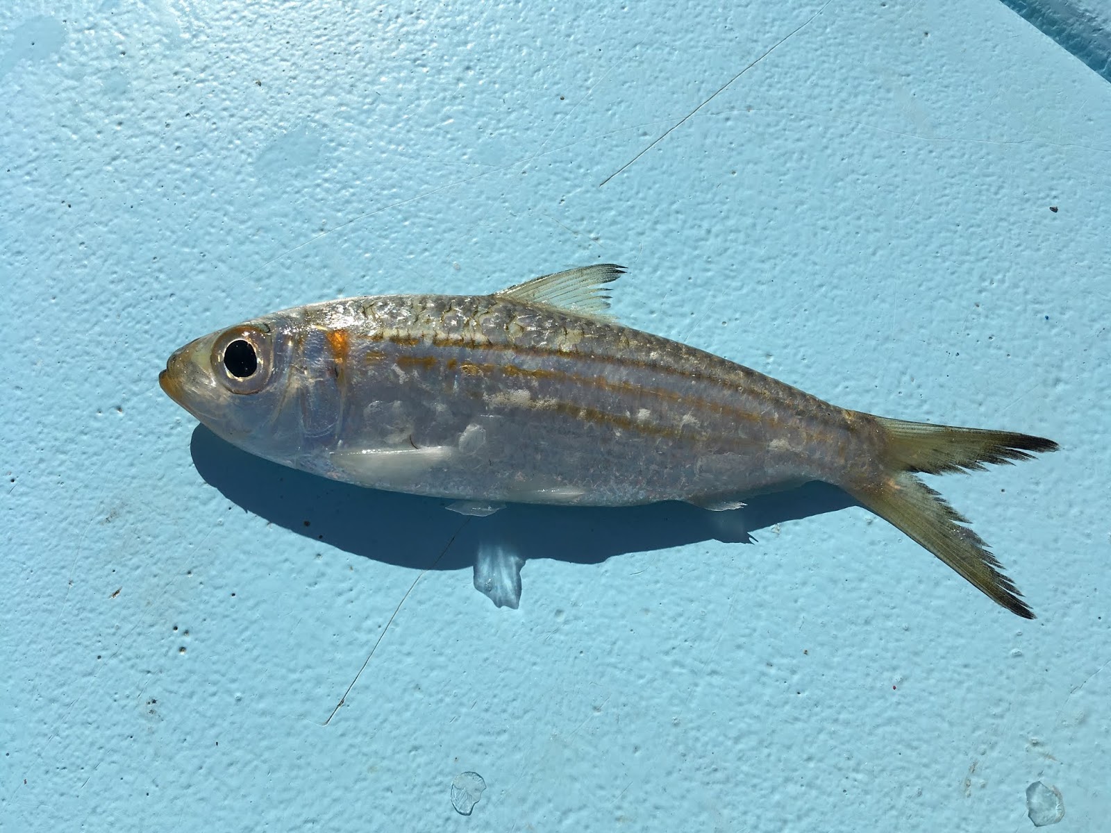 Nerdy Angler: Back To Belize Part One - Barracuda!