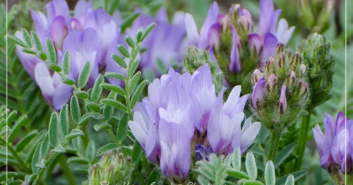 Prairie Wildflowers: Purple Milkvetch: Tiny purple-blue pea-like flowers