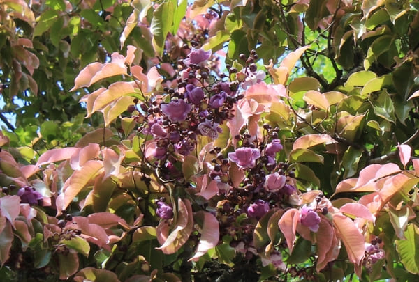 Árvore sapucaia (Lecythis pisonis) e propriedades das castanhas