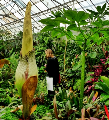 Flor Cadáver - Amorphophallus titanum ~ Você realmente sabia?