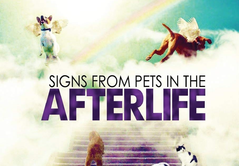 Signs From Pets in the Afterlife: A Book - Fluffy The Vampire Slayer ...