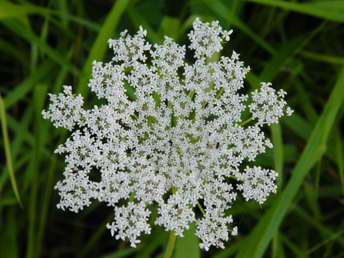 LA MULTI ANI, ROMANIA!: Flori albe de camp
