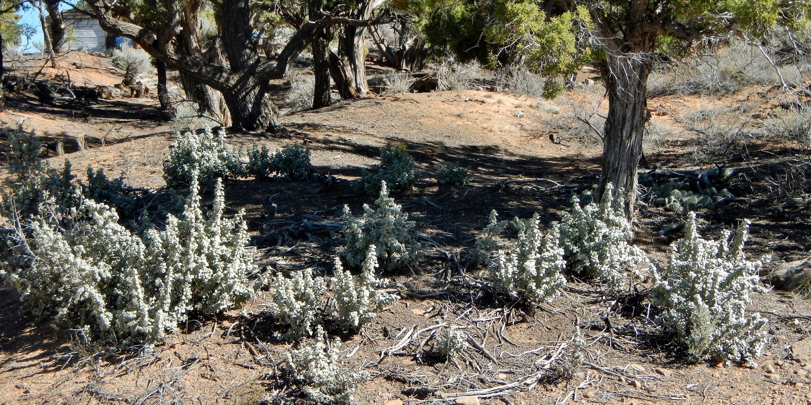 The Southwest Through Wide Brown Eyes: The Beauty of Navajo National ...