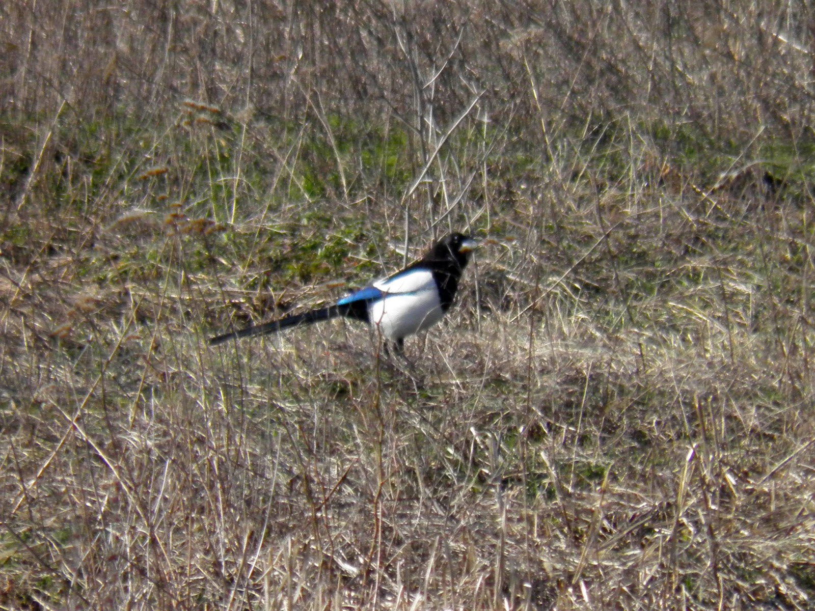 PASARI DIN ROMANIA: COTOFANA, Pica pica
