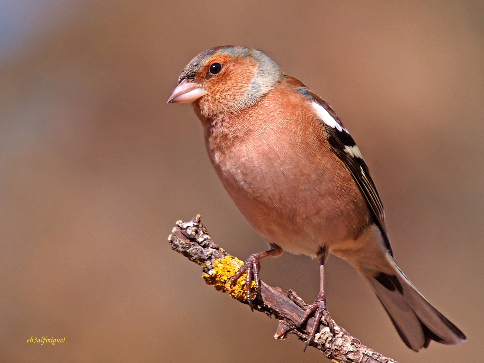 MIS AMIGAS LAS AVES: Pinzón vulgar (Fringilla coelebs) Este ave poso ...