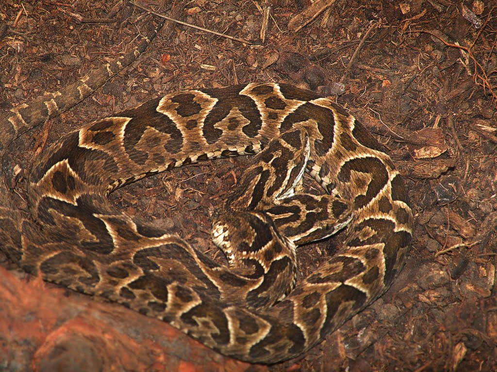 Uruguay's wildlife & Natural sanctuaries - Santuarios naturales & flora ...