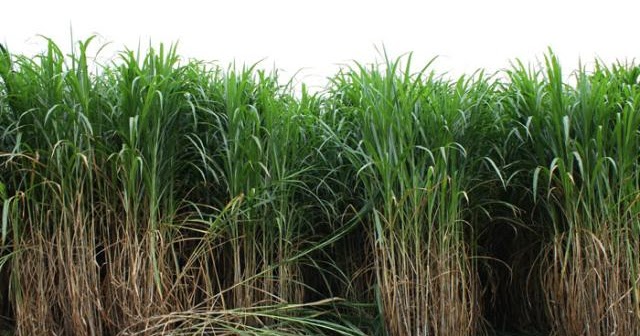 CONALEITE: CAPIM ELEFANTE CAPIAÇU - 30% MAIS MATÉRIA SECA POR HECTARE